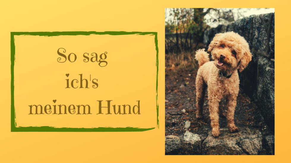 Tierische Beziehungsfrage - Wenn Mensch und Hund JA zueinander sagen ...